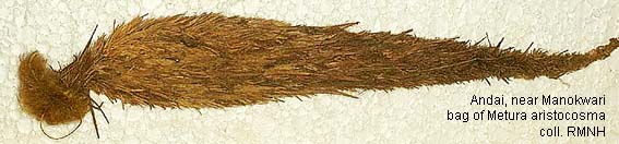 Papua Insects Foundation (Lepidoptera/Psychidae/Metura aristocosma)